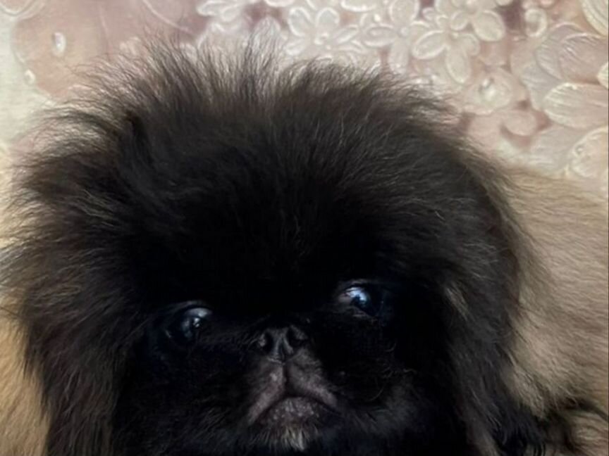 Пекинес щенки