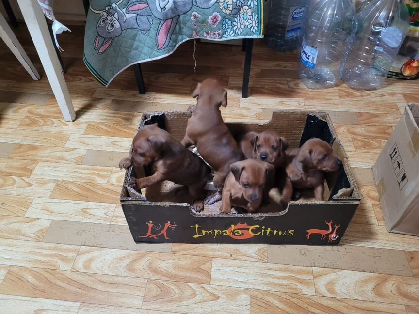 Цвергпинчер щенята (шоколадные)