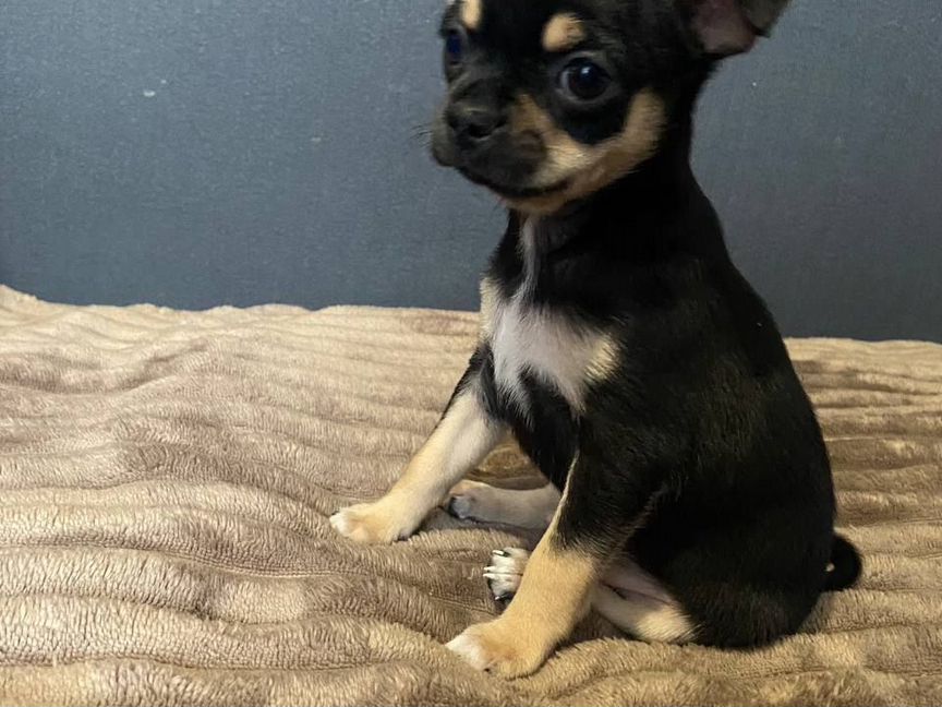 Щенки чихуахуа