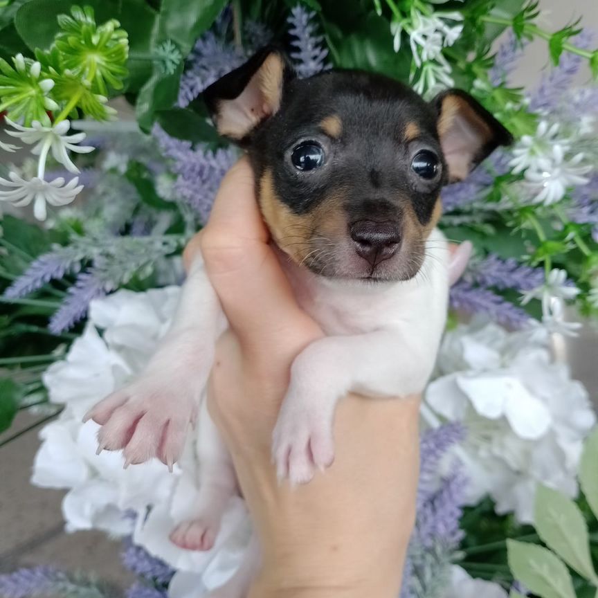 Той-фокстерьер маленького размера