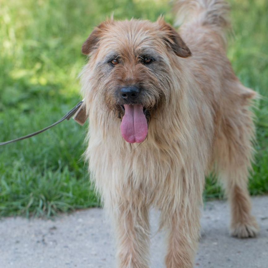 Собака Кокос в любящие руки