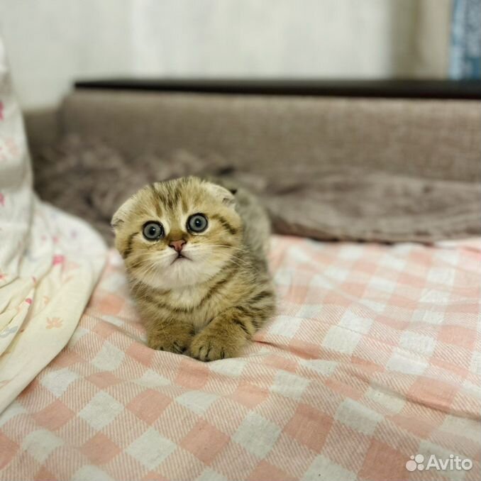 Шотландские котята+кот на вязку