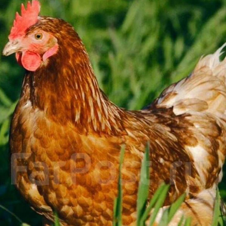 Несушка доставка молодка