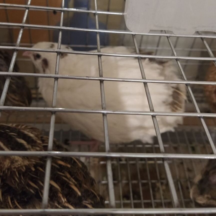 Техасский перепел мальчики обмен