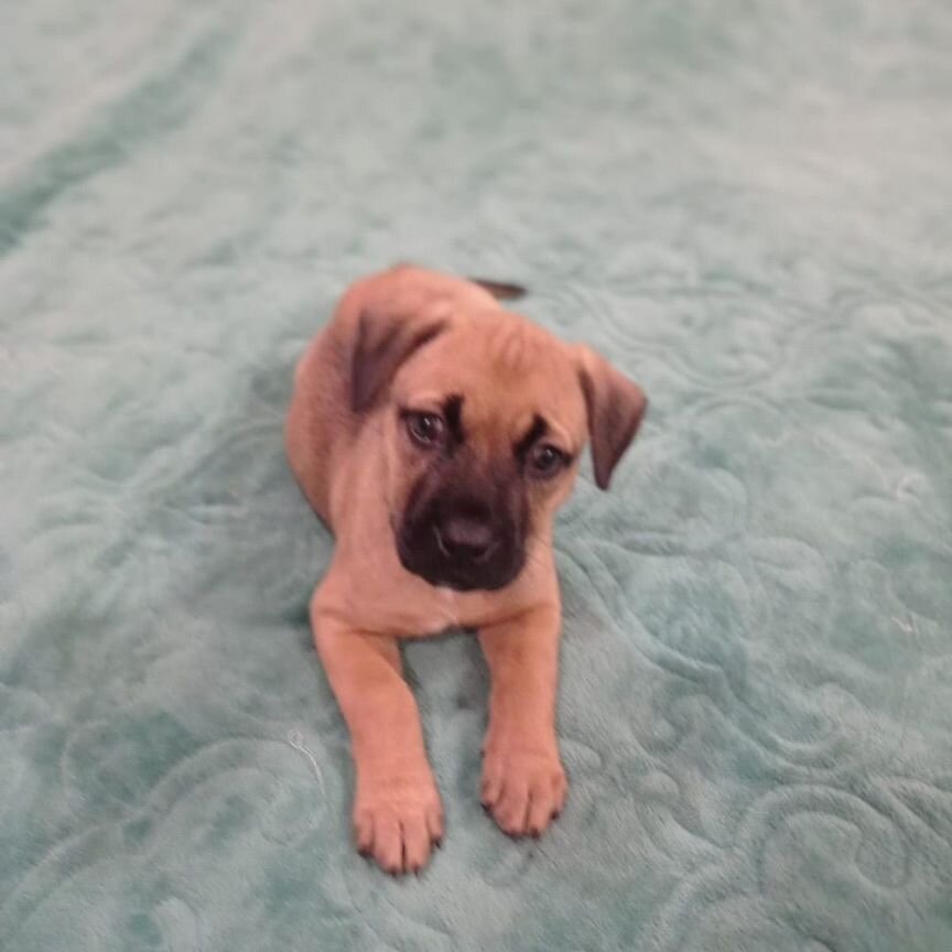 Американский стаффордширский терьер, щенок