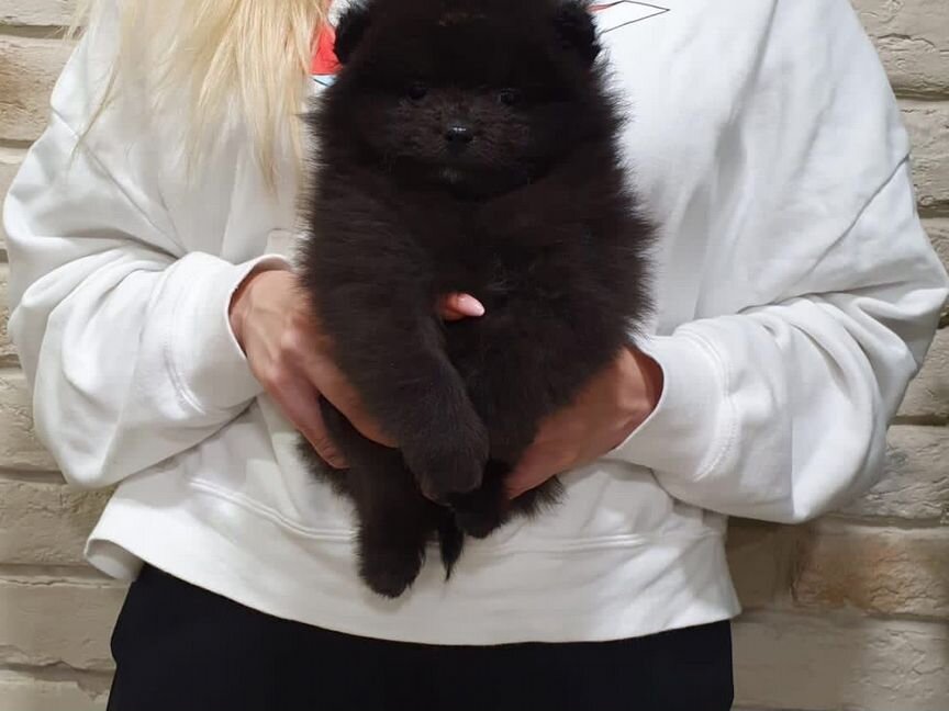 Щенки померанского шпица