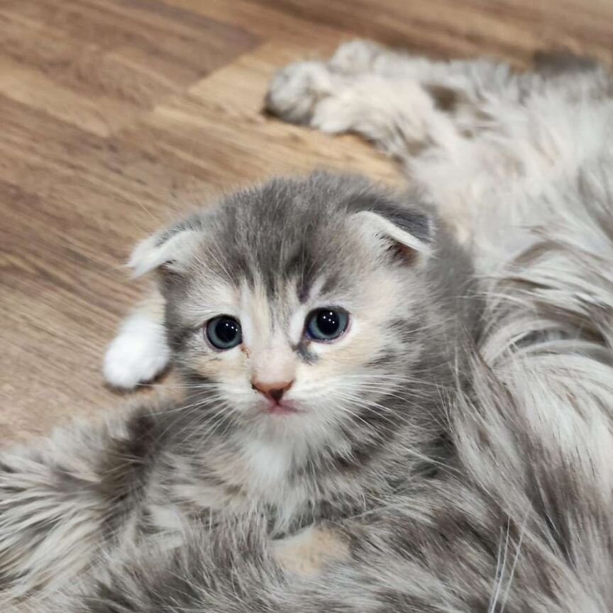 Вислоухая малышня