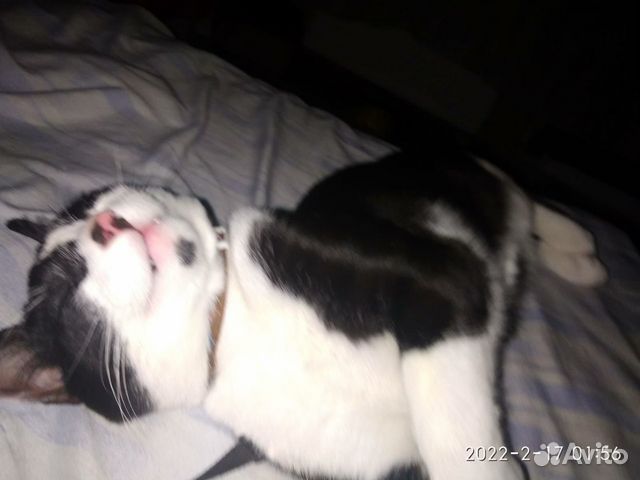 Ласковая Маркизочка ждет маму