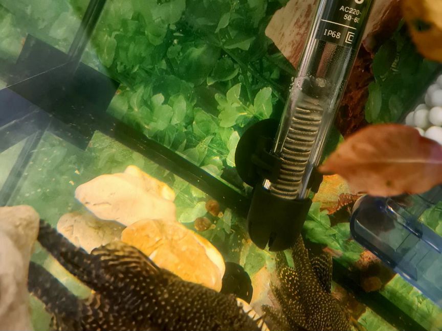 Аквариумные рыбки сомики