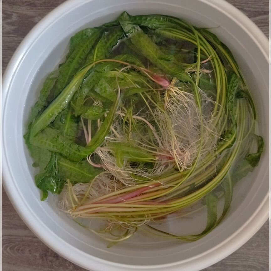 Аквариумное растение