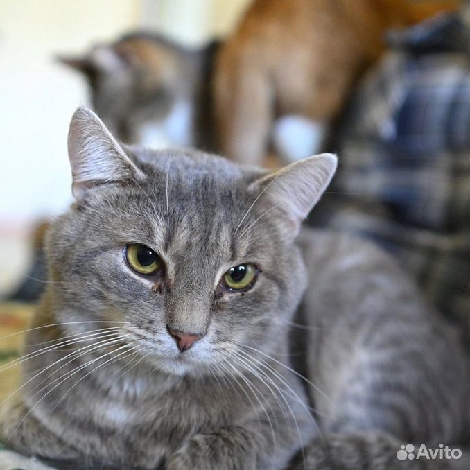 Кот Наполеон ищет свою семью