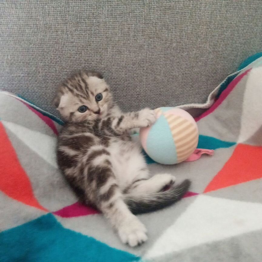 Шотландская вислоухая кошечка