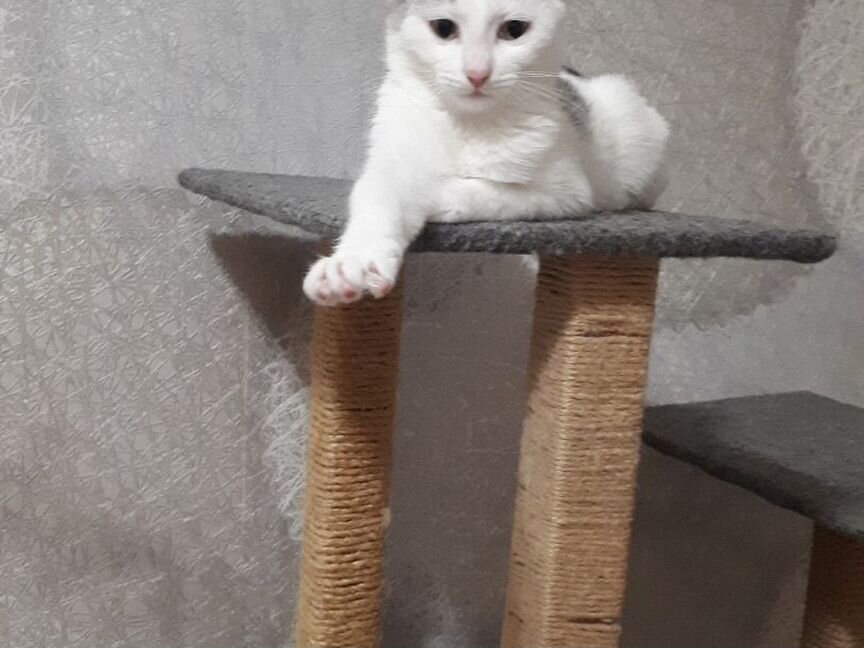 Снежка