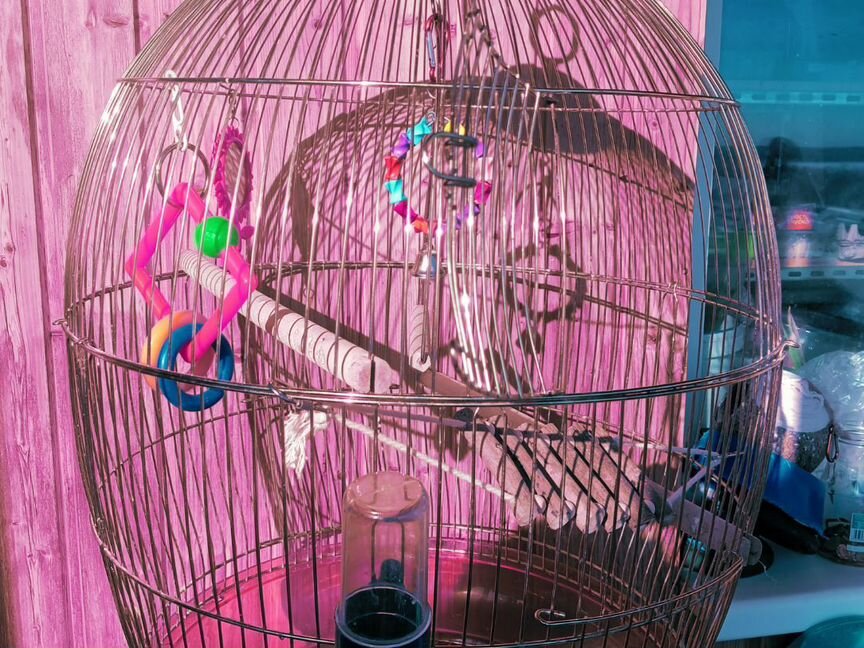 Клетка для попугая бу