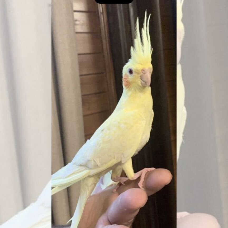 Попугай карелла