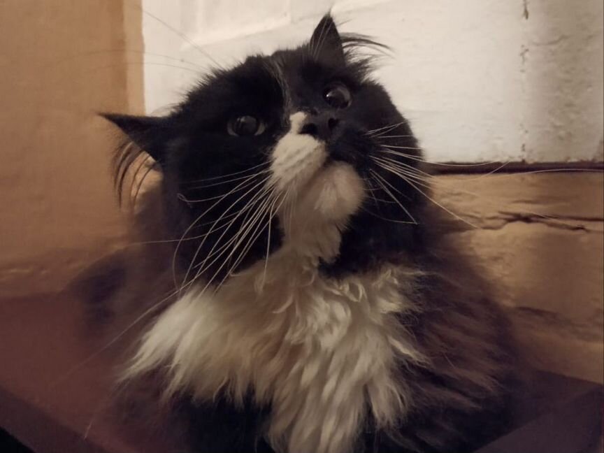 Кот