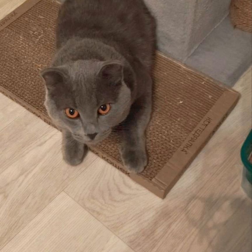 Британский кот в добрые руки