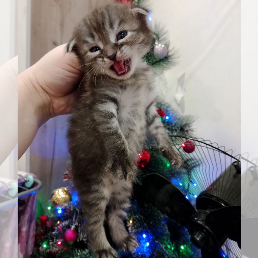 Шотландский вислоухий длинношёрстный котёнок