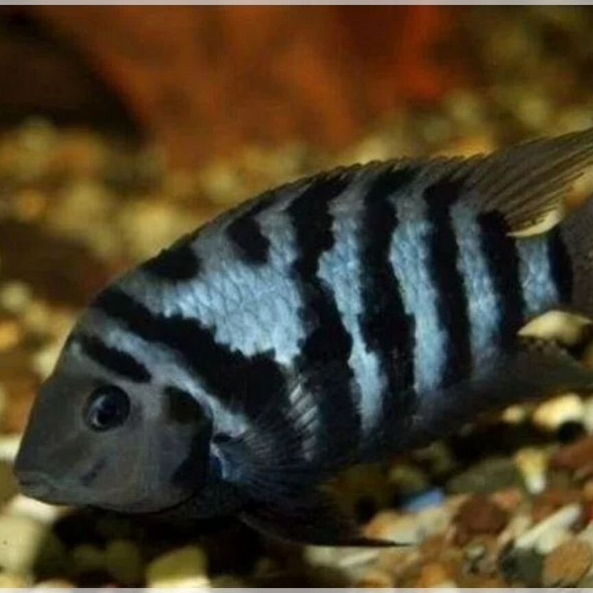 Цихлазома чернополосая