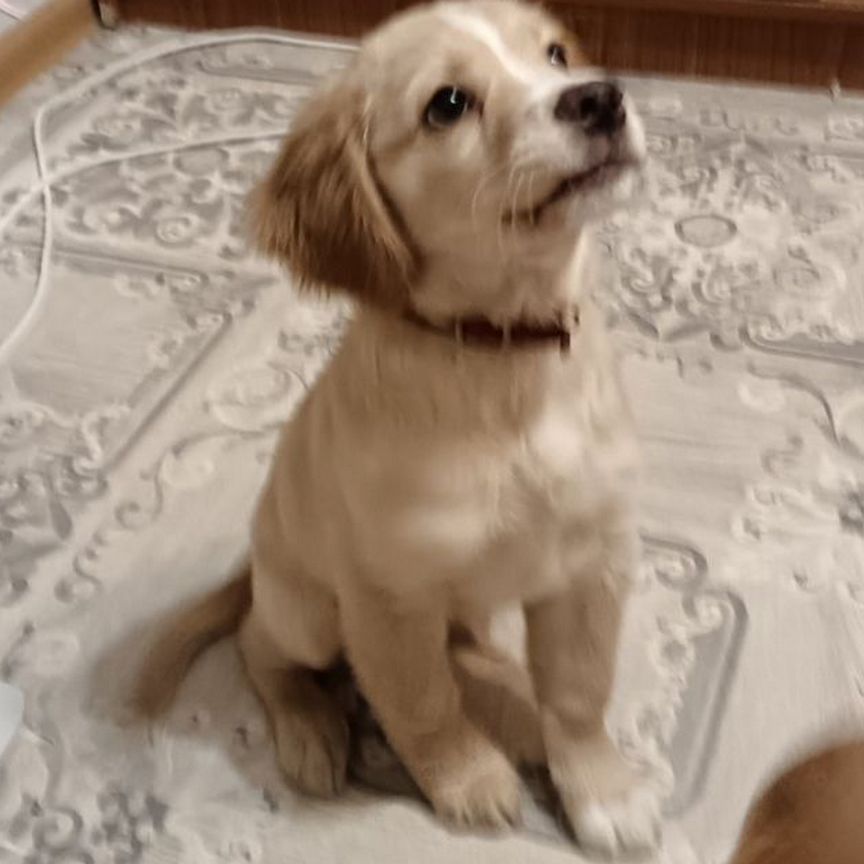 Щенки кокер спаниеля