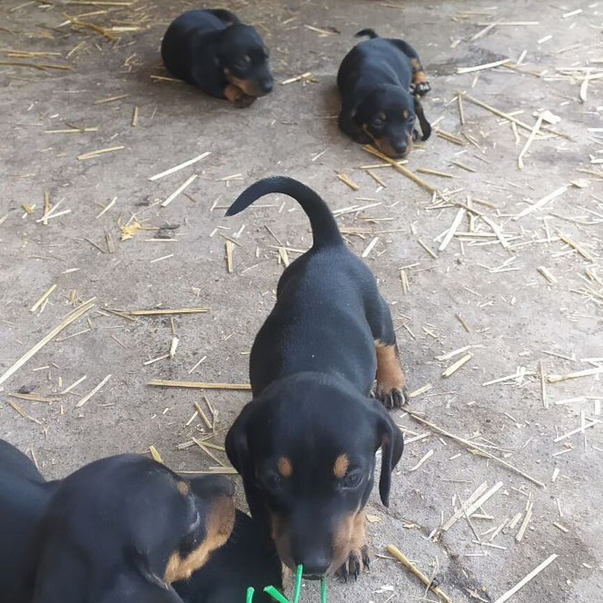 Щенки таксы