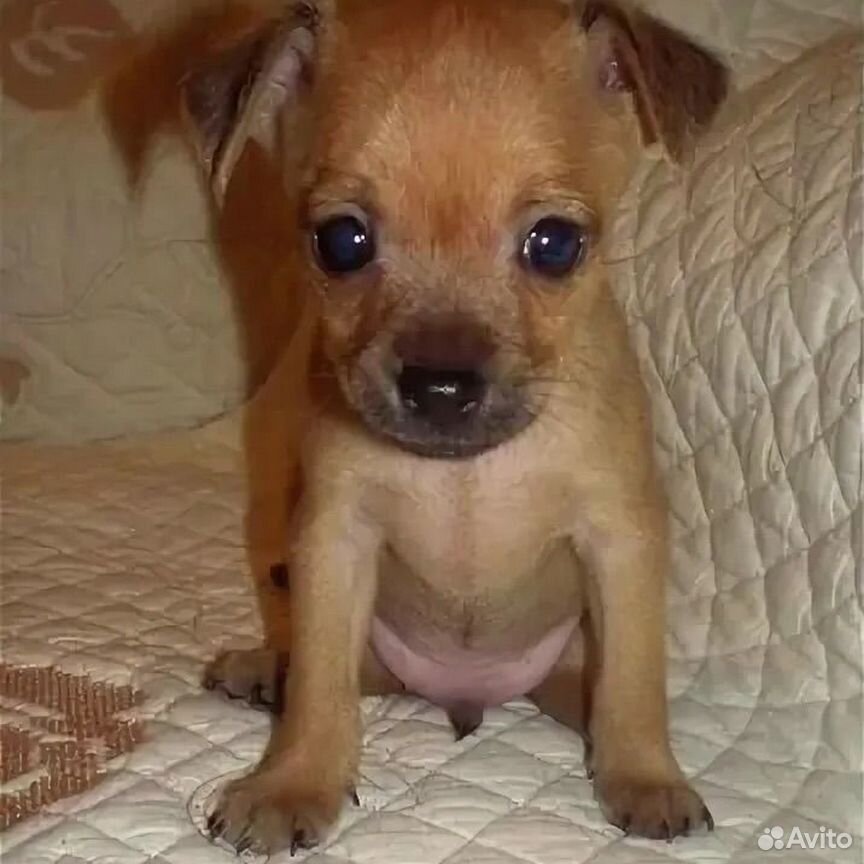 Той-терьер мальчик