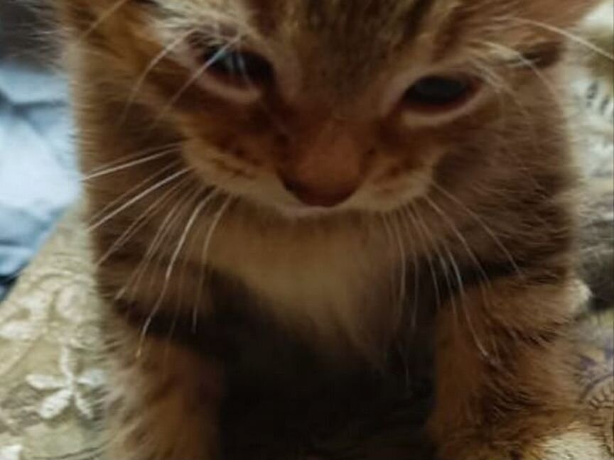 Кошки шотландец