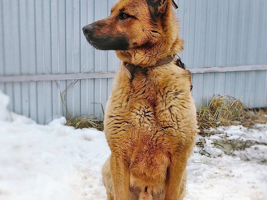 Пёс Локи в добрые руки