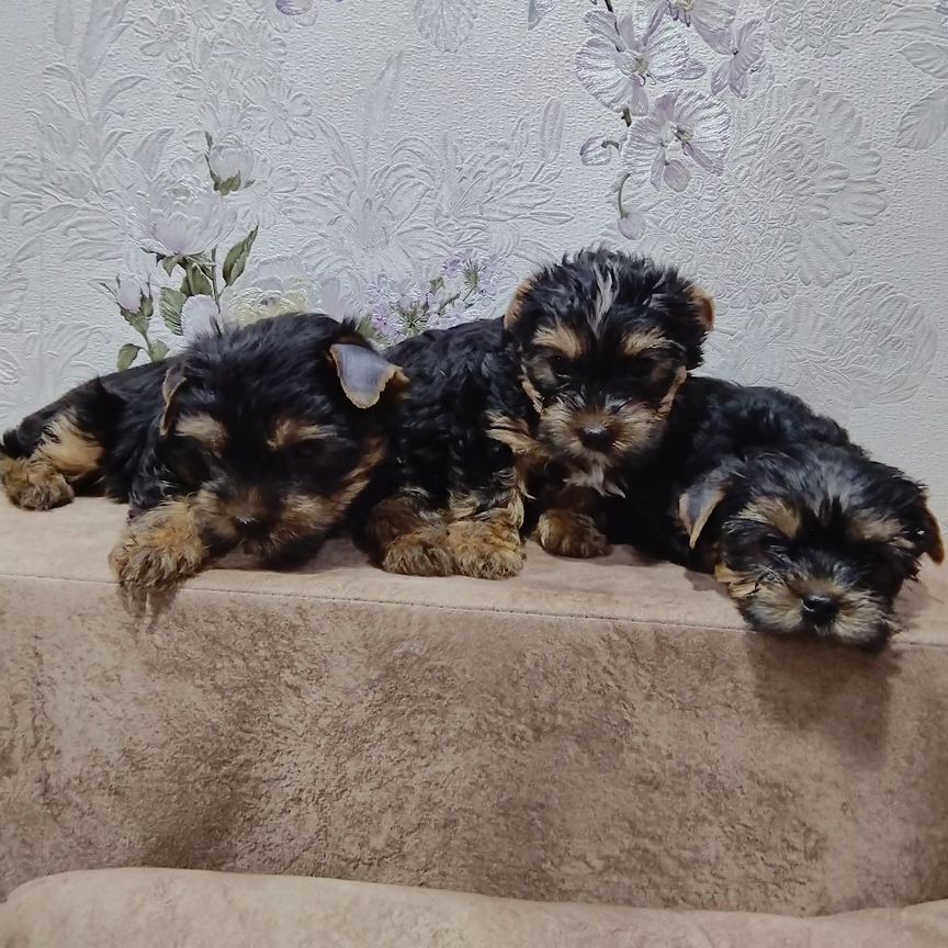 Йоркширский терьер, щенок