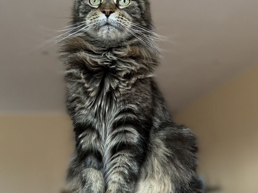 Мейн-кун в добрые руки