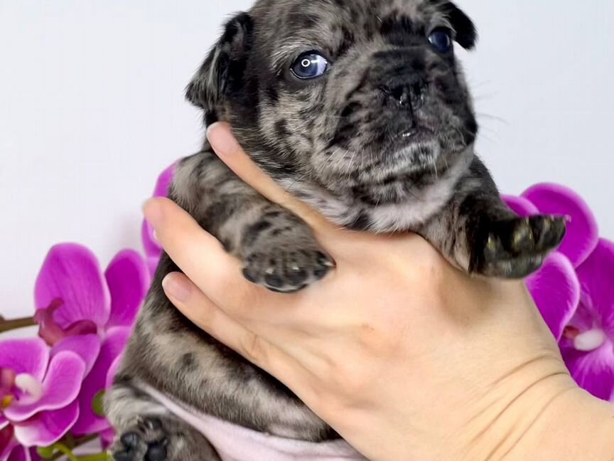 Роскошная малышка французский бульдог