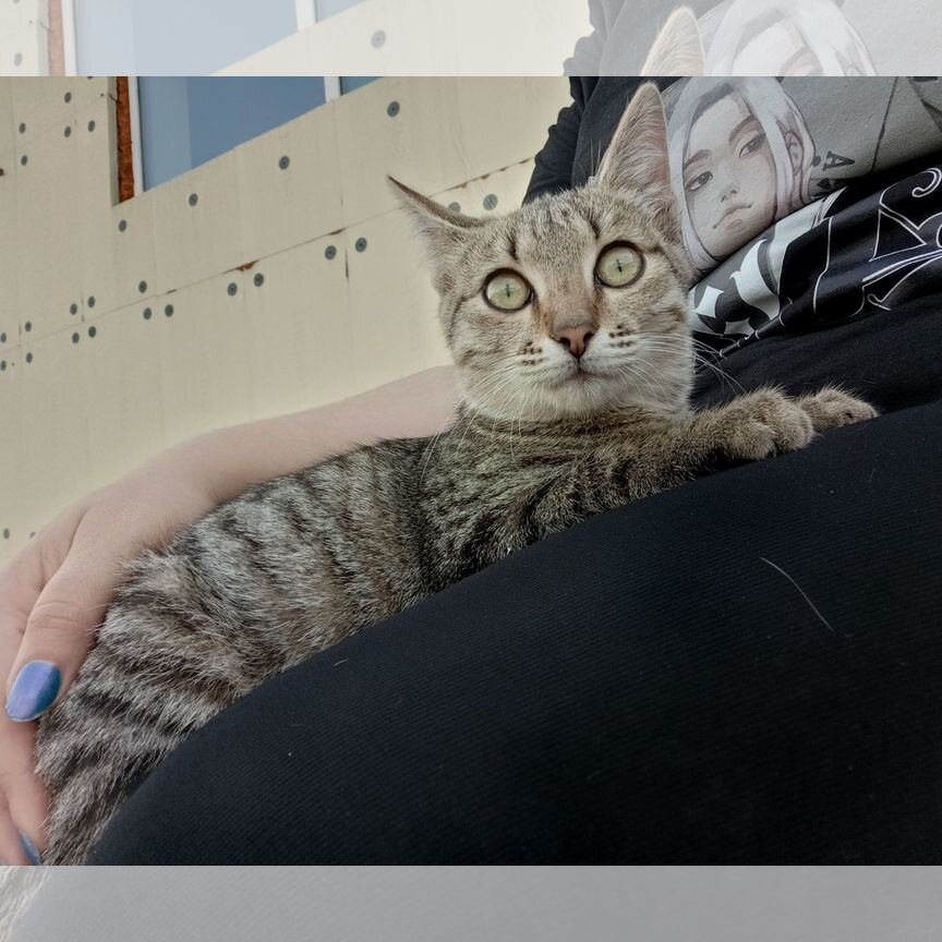 Кошечка ищет дом