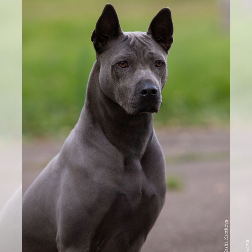 Тайский риджбек, щенок