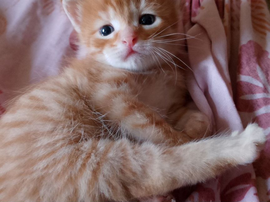 Рыжие чудо ждёт своего любящего хозяина