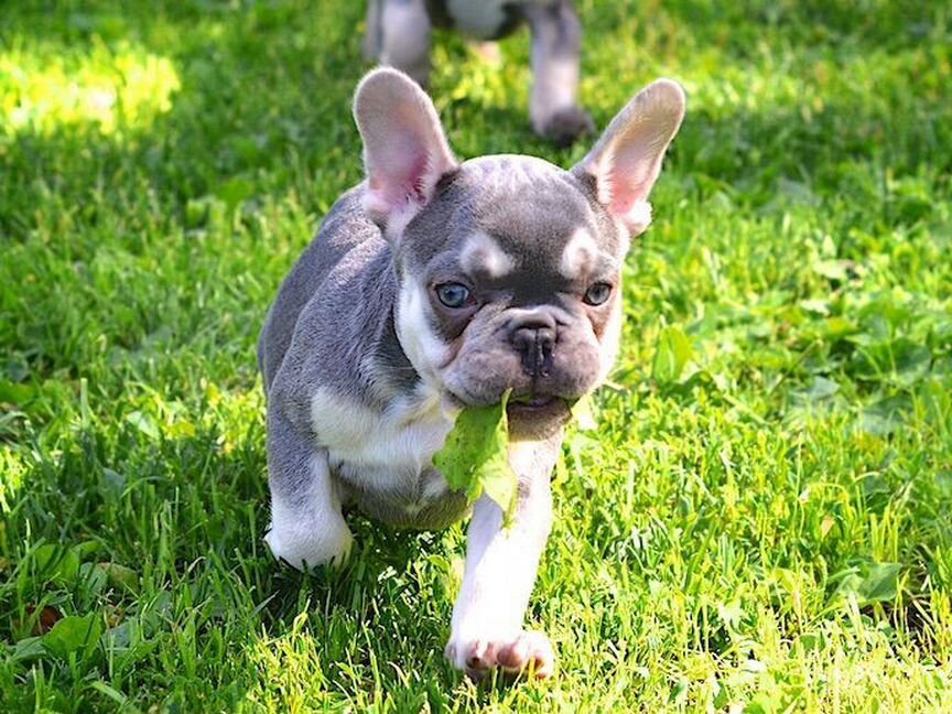 Крошечка-Хаврошечка