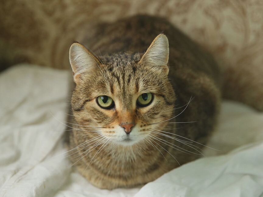 Котик хочет домой