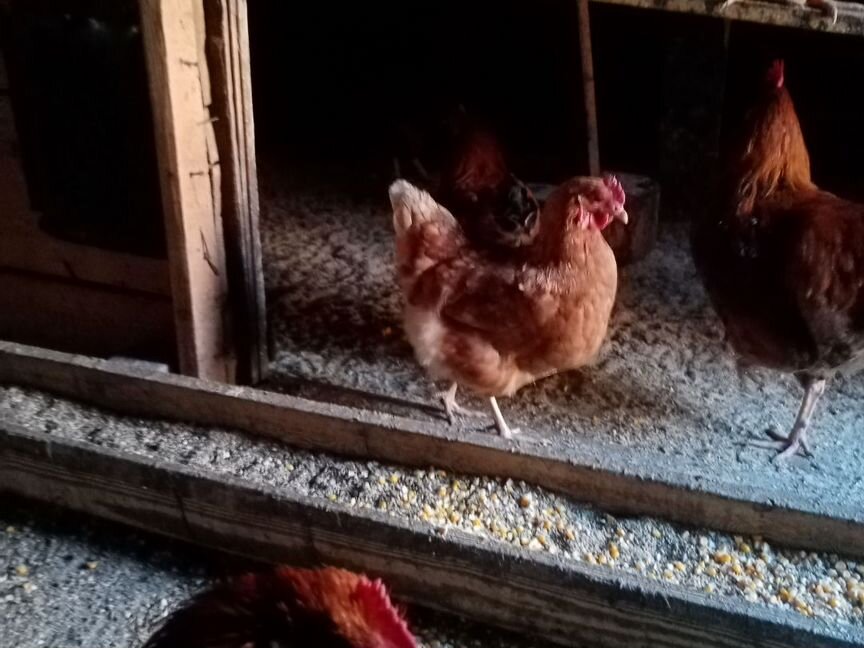 Куры несушки