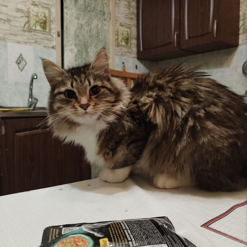 Кошки в добрые руки бесплатно