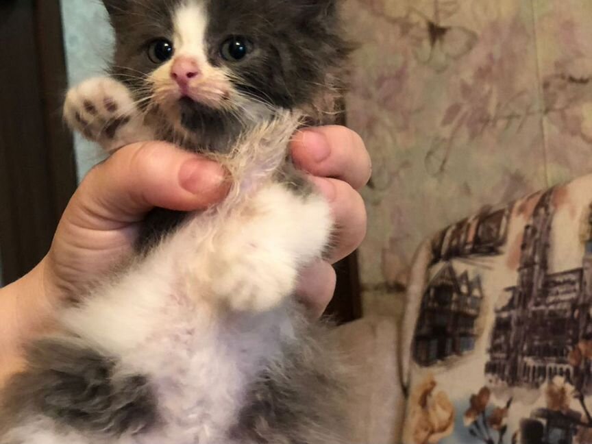 Котенок шиложопый