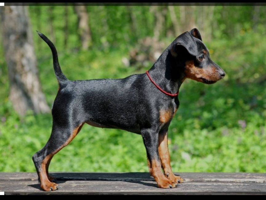 Цвергпинчер