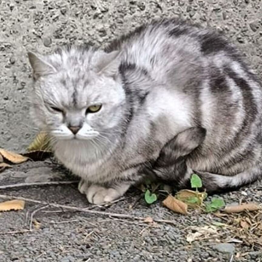 Взрослый кот в добрые руки