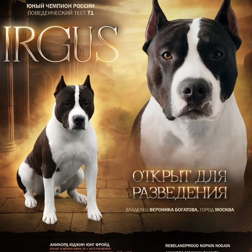 Вязка, Американский Стафардшидский терьер