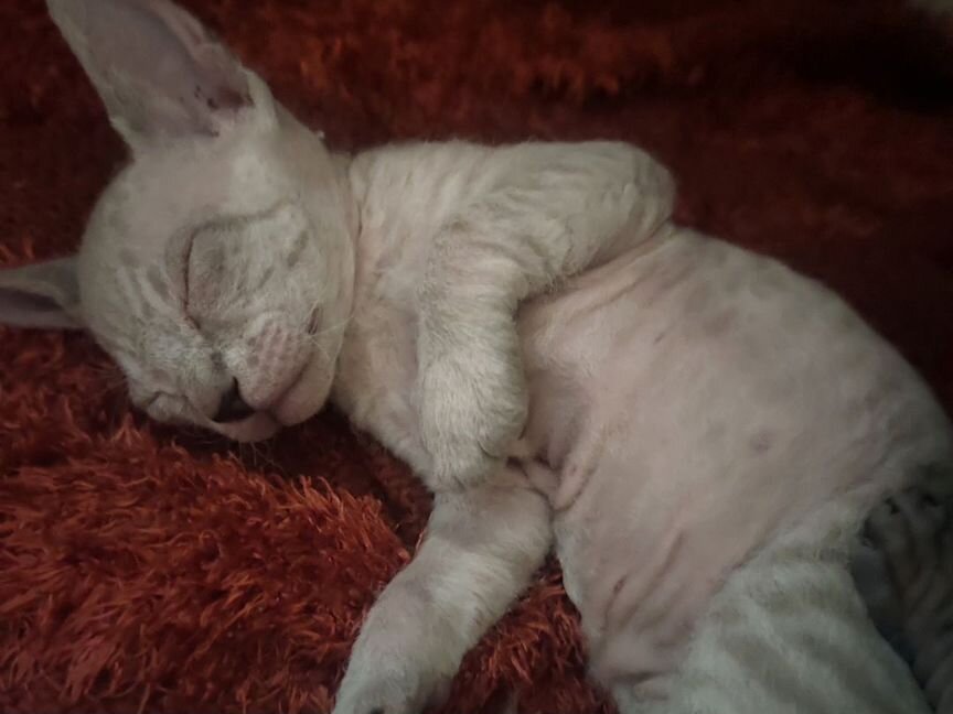 Котенок сфинкс