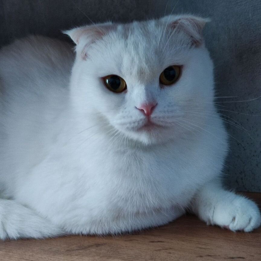 Шотландская кошка, бронь до 04.03