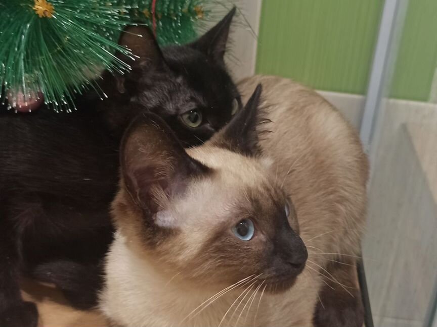 SOS котята подкидыши нуждаются в чуде