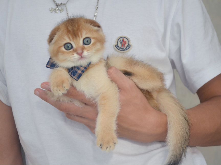 Шотландские вислоухие котята-мальчик фолд