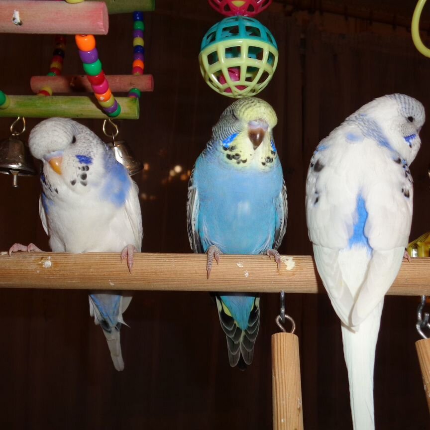 Птенцы получехи ручные