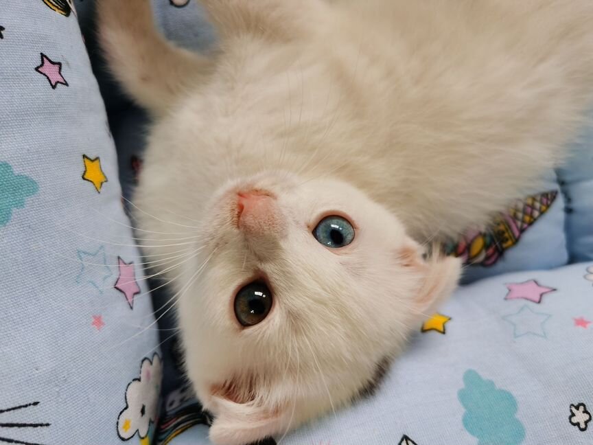 Котик разноглазый вислоухий