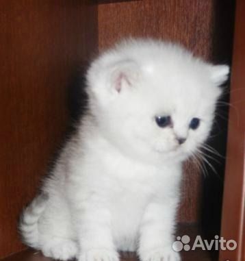 Британские песцовые котята серебристые шиншиллы