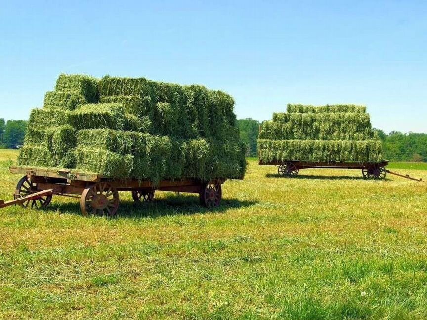 Вкусное сено